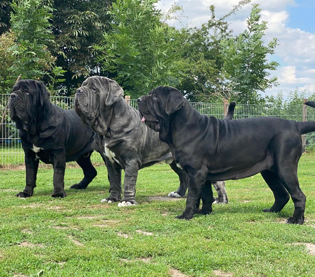 Hund Molosser Züchter Zucht Dogue de Bordeaux Bullmastiff Fila ...