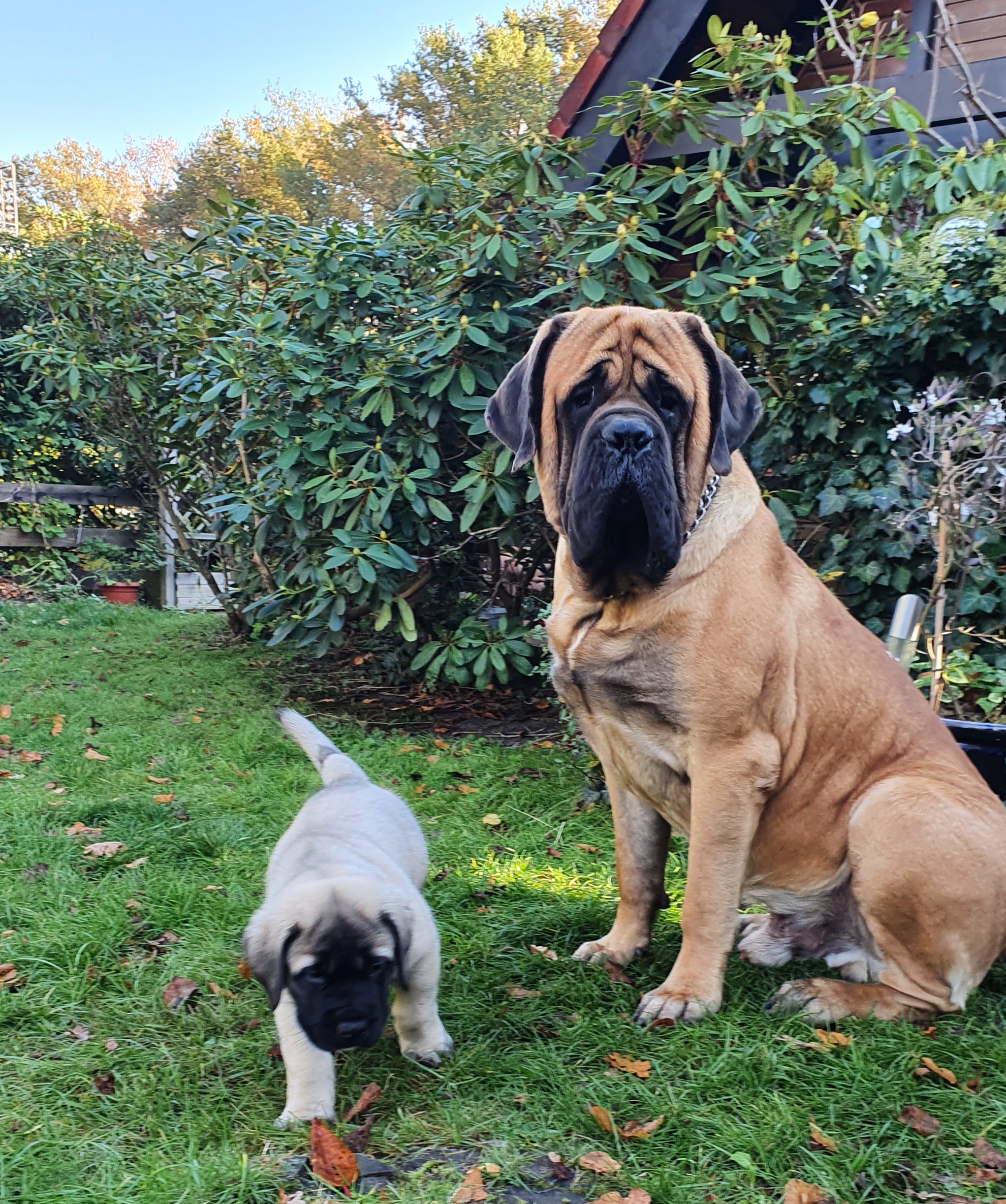 Club für Molosser e.V.